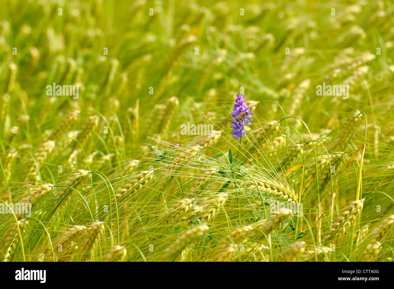 Vetch field hi-res stock photography and images - Alamy