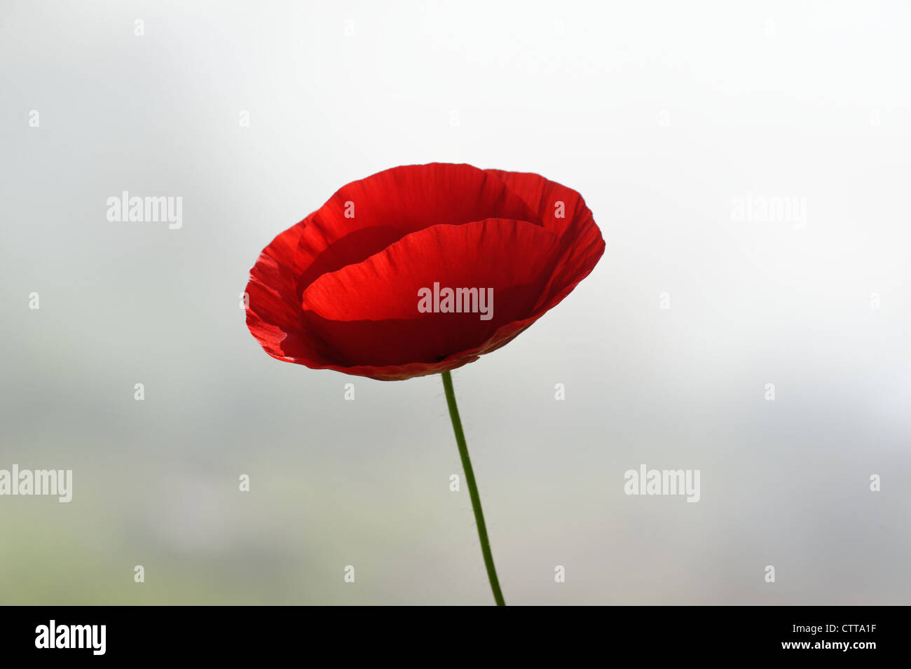 A red poppy flower in fog Stock Photo - Alamy