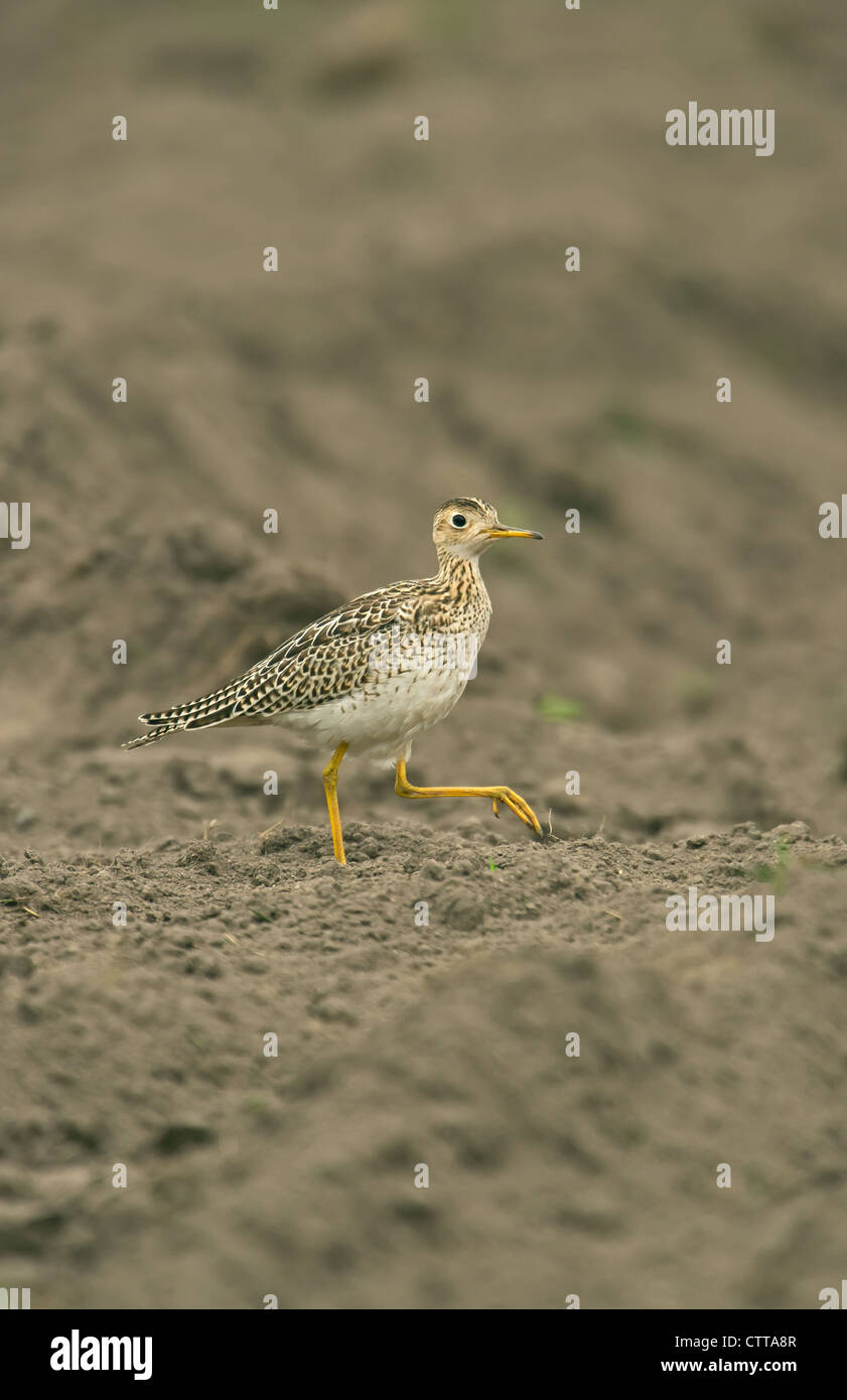 Upland Sandpiper in field Stock Photo - Alamy