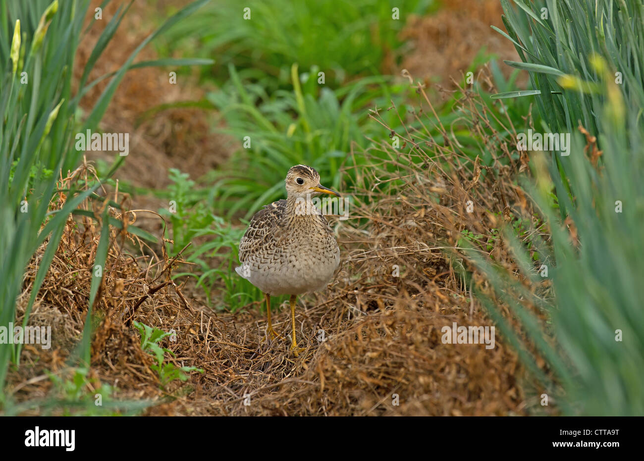 Upland Sandpiper in field Stock Photo - Alamy