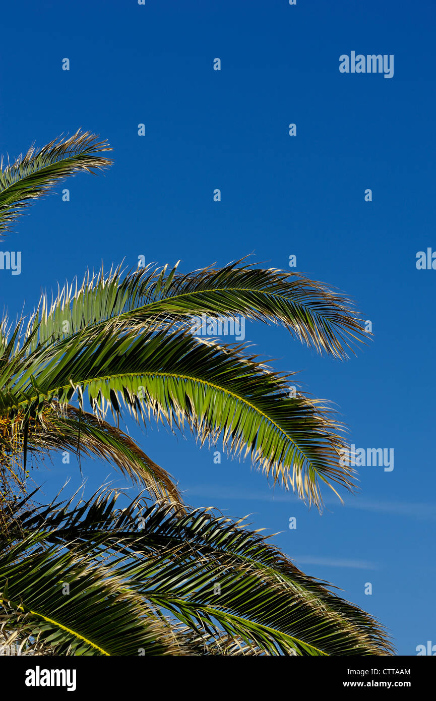 Palm tree branches hi-res stock photography and images - Alamy