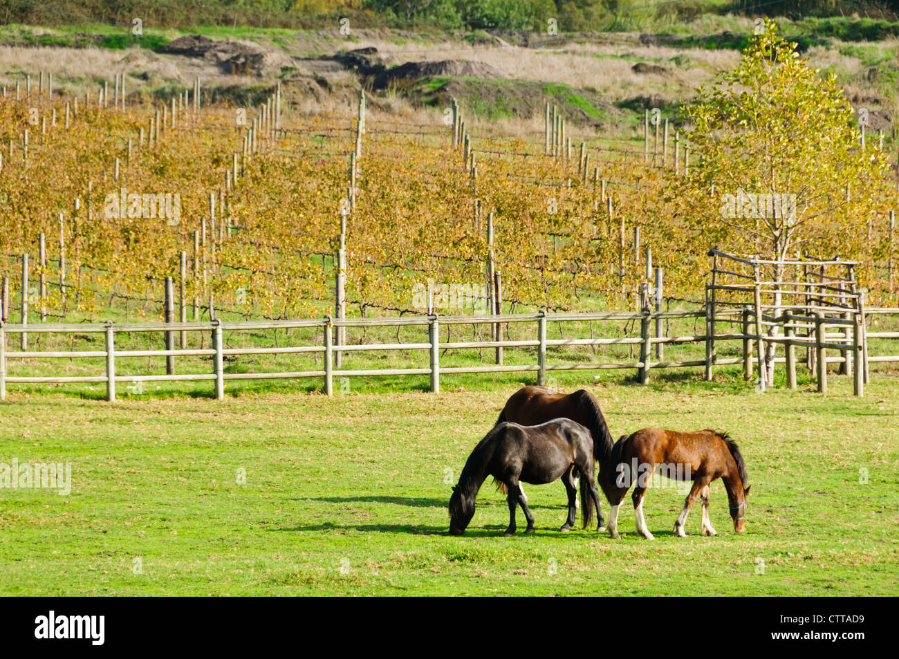Horses grazing paddock hi-res stock photography and images - Alamy