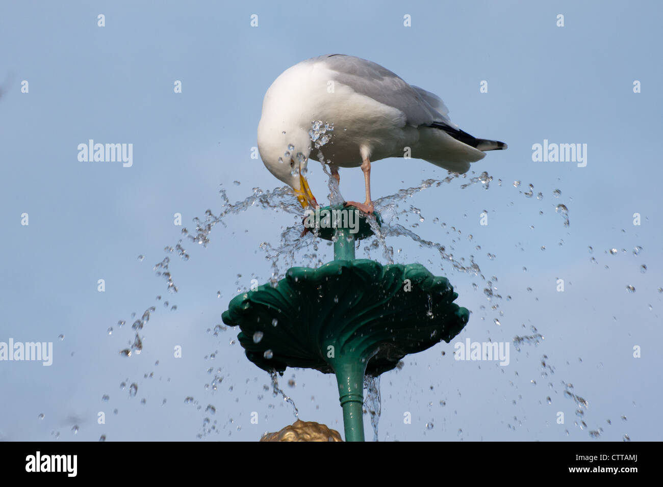 Drinking from fountain hi-res stock photography and images - Alamy