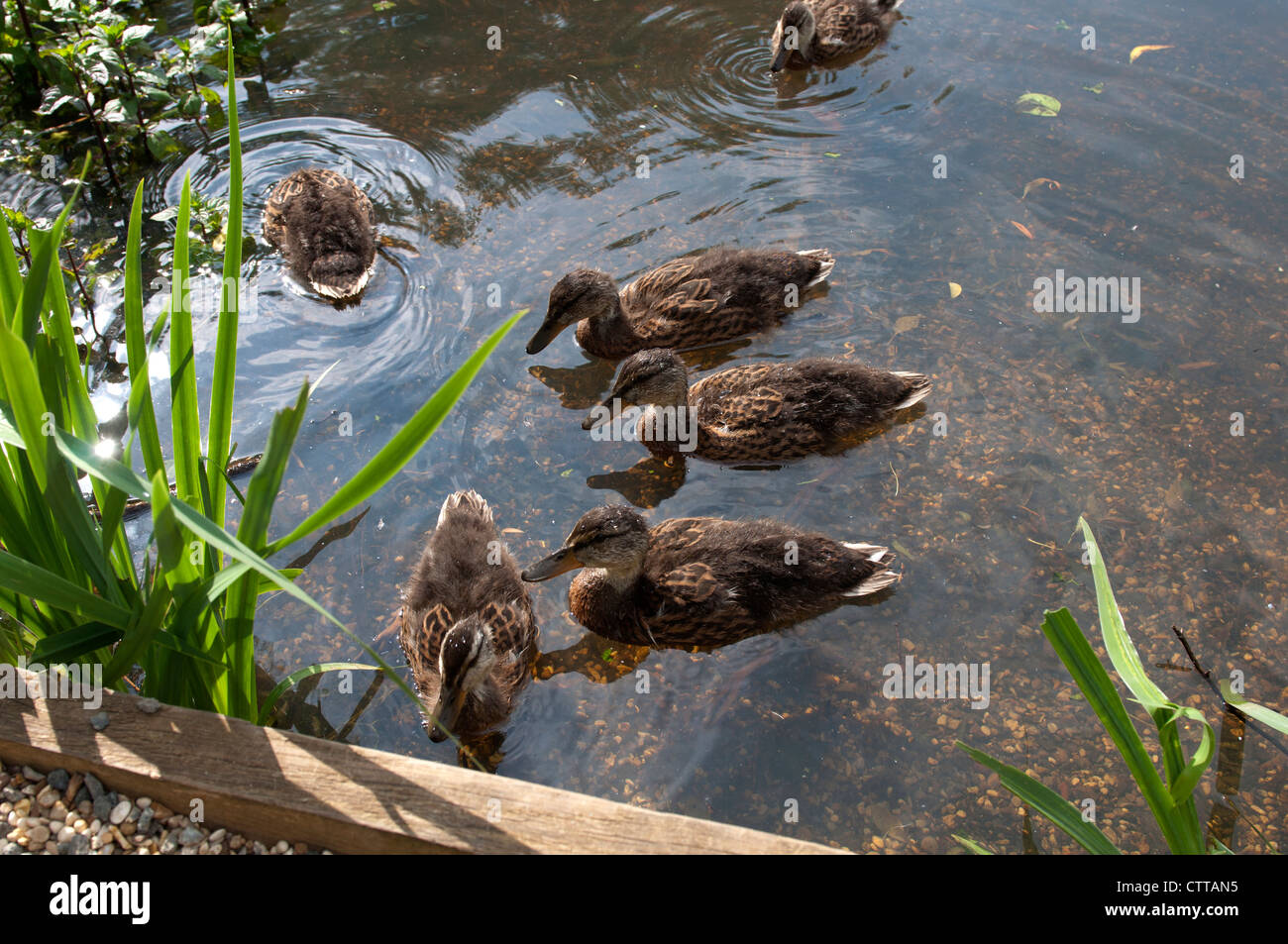 Village duck pond warwickshire hi-res stock photography and images - Alamy