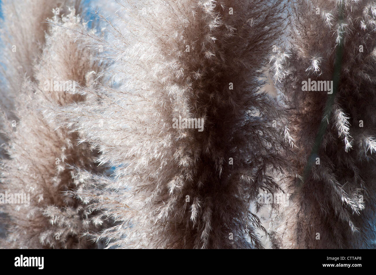 Silver grey grasses hi-res stock photography and images - Alamy