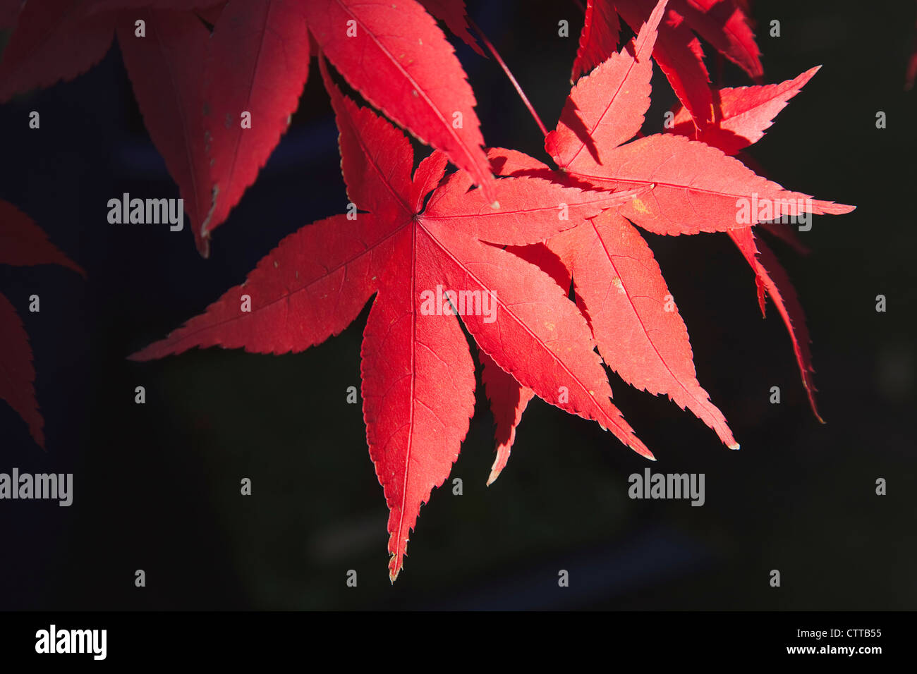 Acer palmatum japanese maple hi-res stock photography and images - Alamy