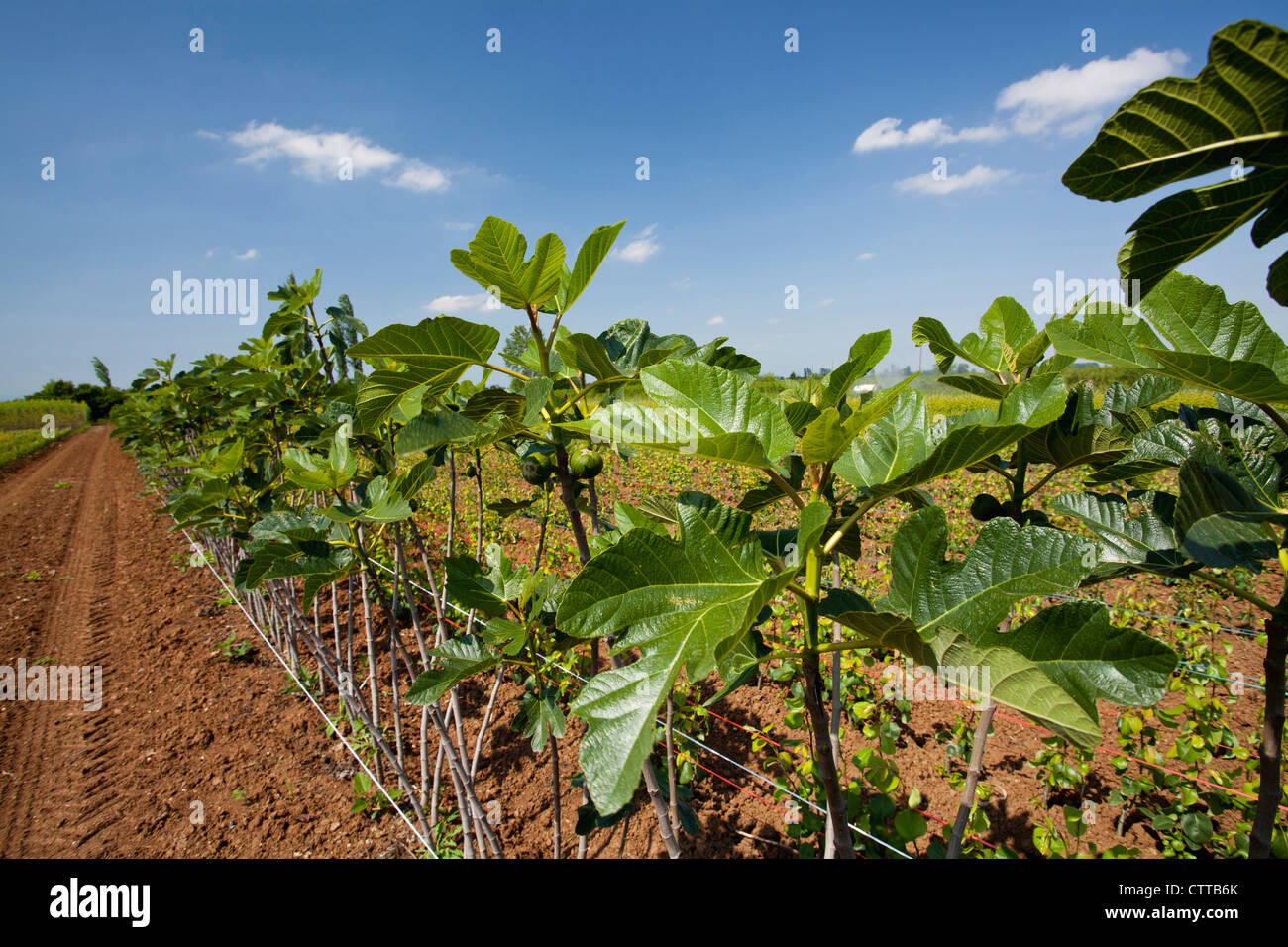 Wild fig plantation hi-res stock photography and images - Alamy