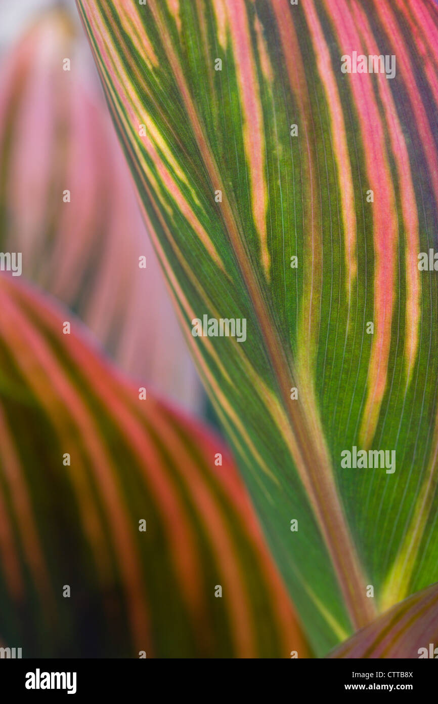 Canna 'Tropicanna', Canna, Green Stock Photo - Alamy