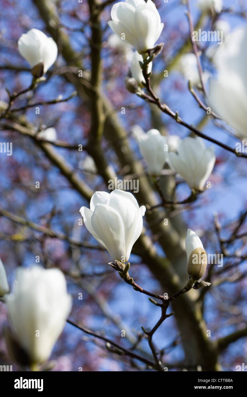 Saucer magnolia alba superba hi-res stock photography and images - Alamy