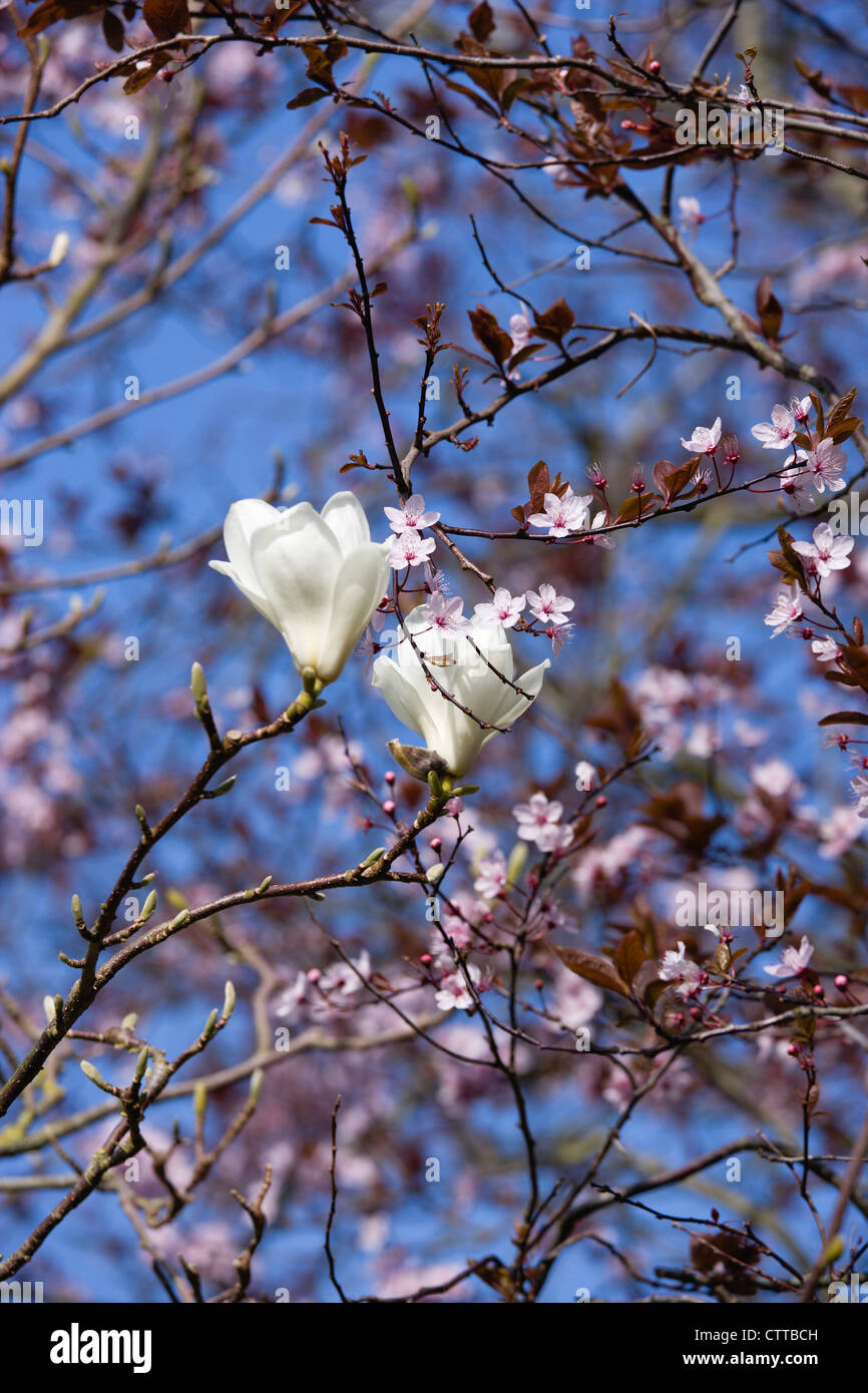 Magnolia x soulangeana 'Alba Superba', Magnolia, White Stock Photo - Alamy