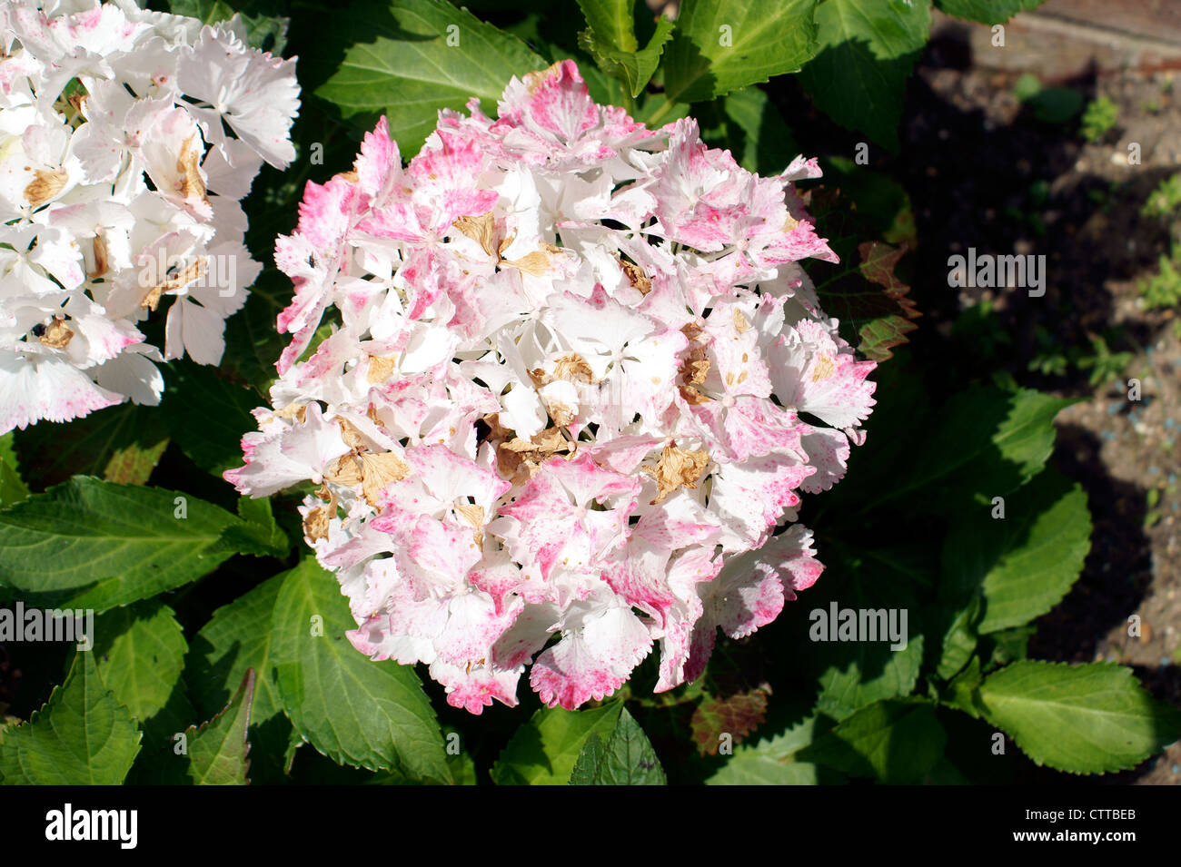 Hydrangea red mop hi-res stock photography and images - Alamy