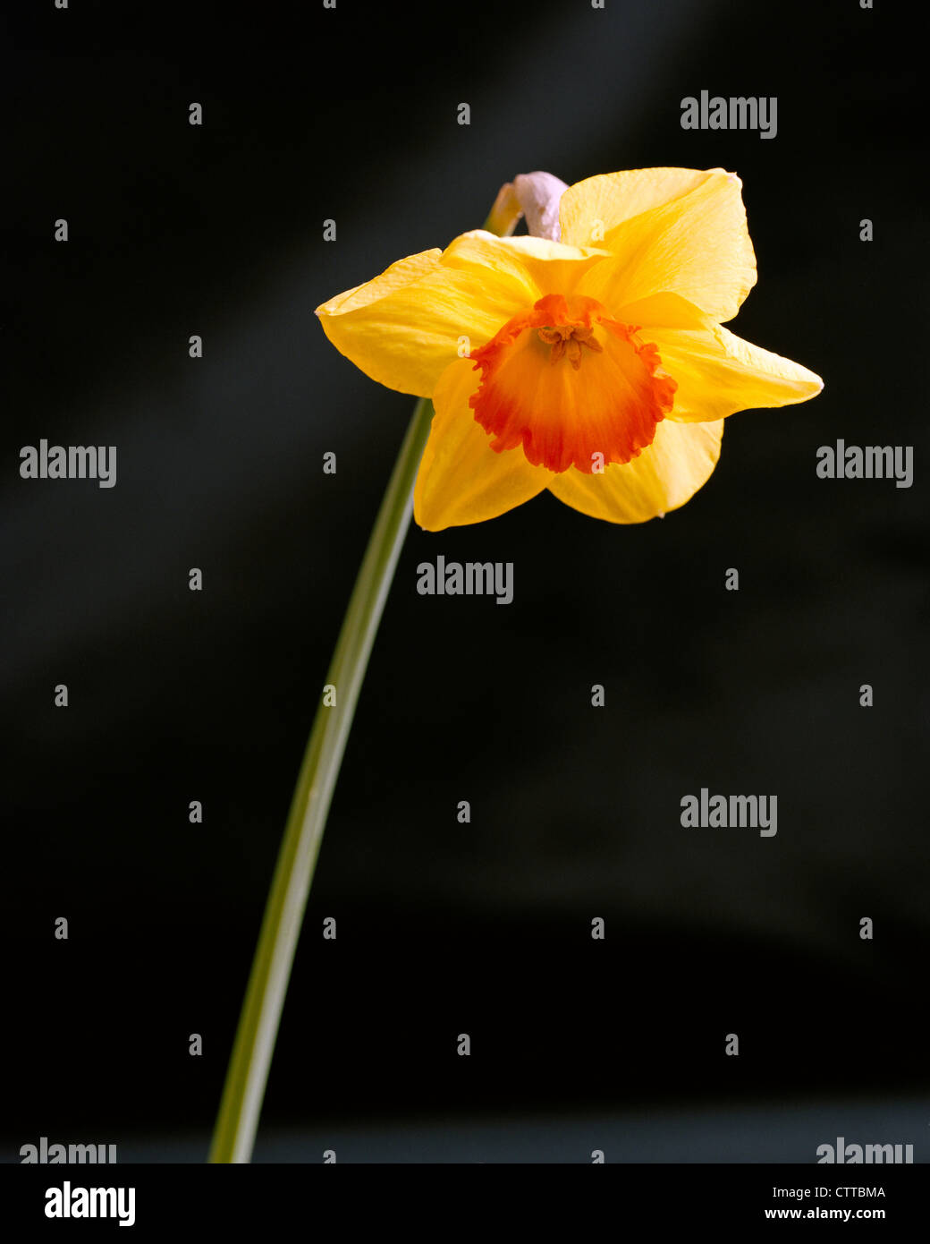Single yellow daffodil with orange trumpet against black background ...
