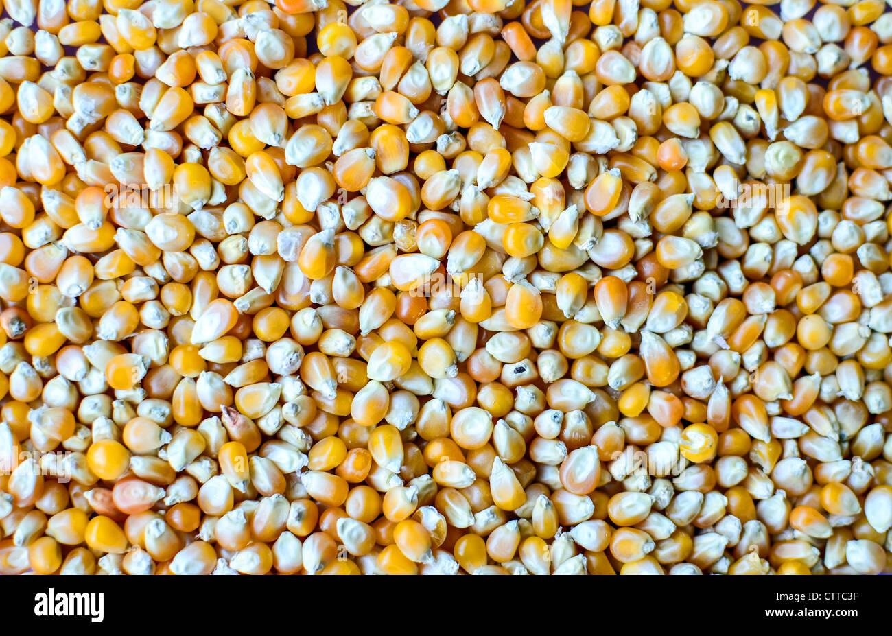 Corn texture hi-res stock photography and images - Alamy