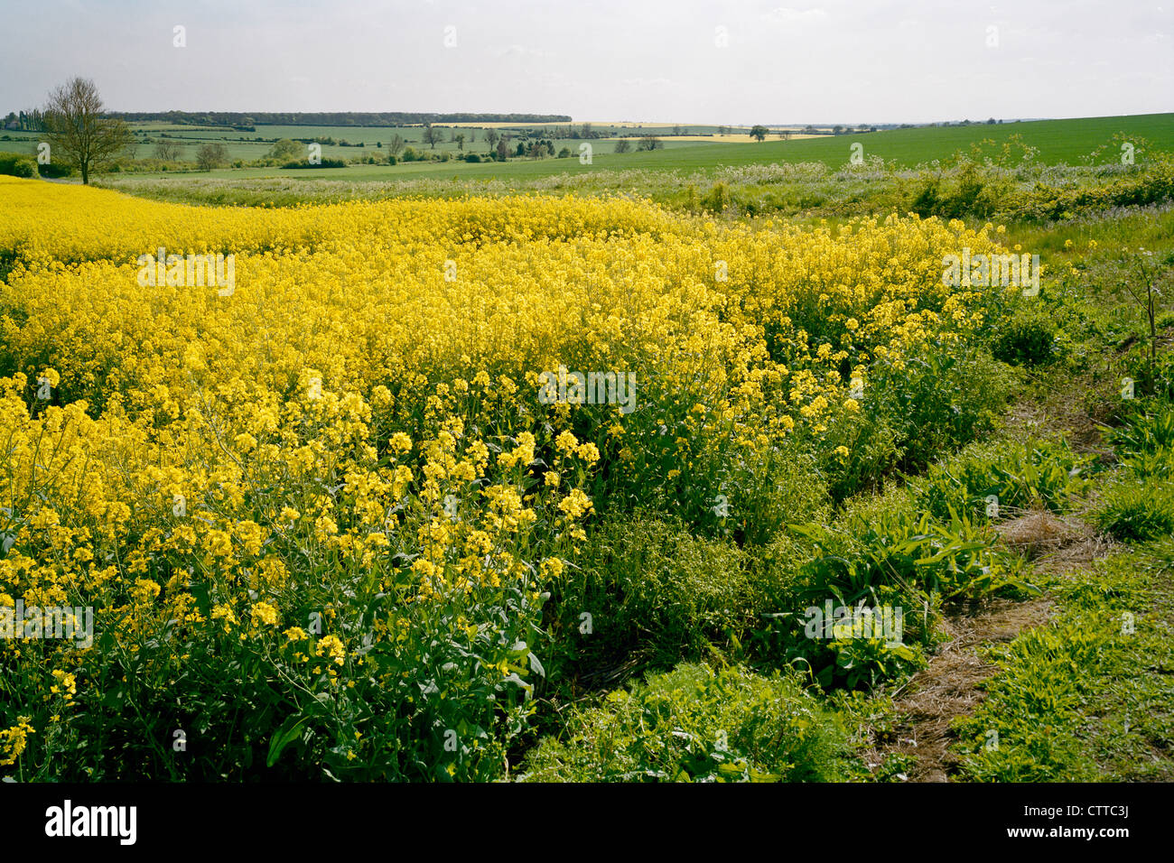 Field of yellow oilseed rape flowers in Cambridgeshire England Stock ...