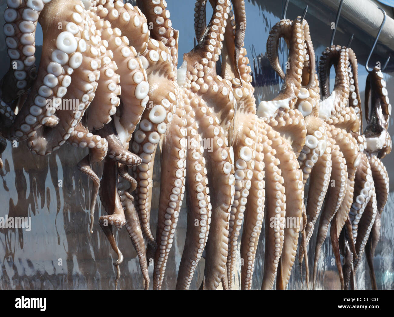Hanging tentacles hi-res stock photography and images - Alamy