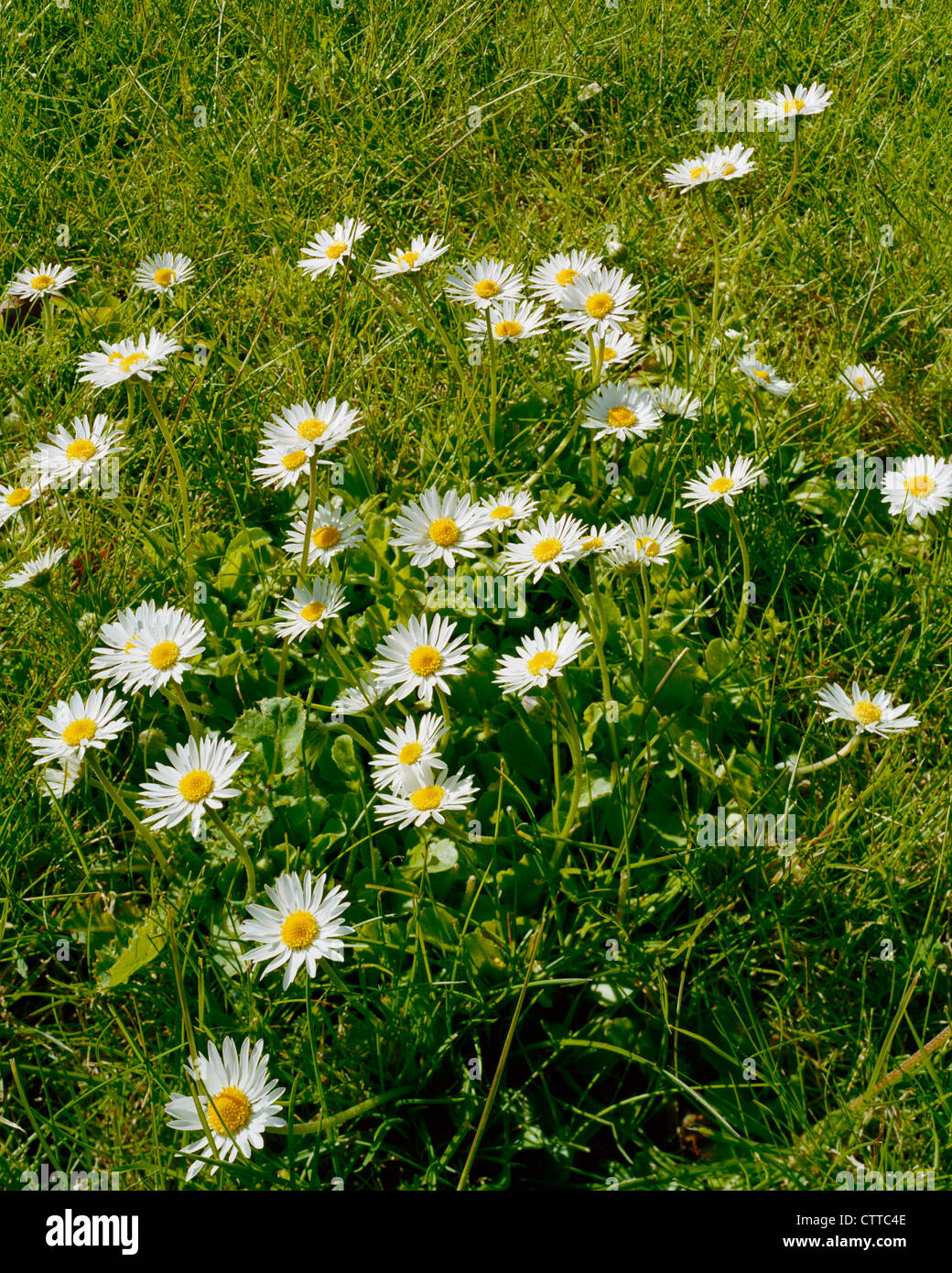 Common daisies Bellis perennis in lawn Stock Photo - Alamy
