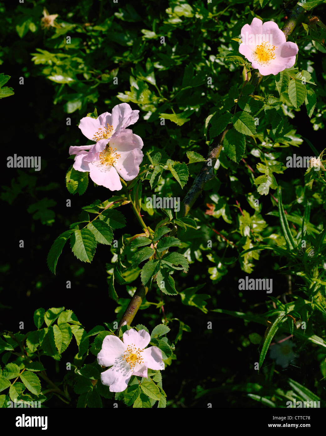 Pink dog rose hi-res stock photography and images - Alamy