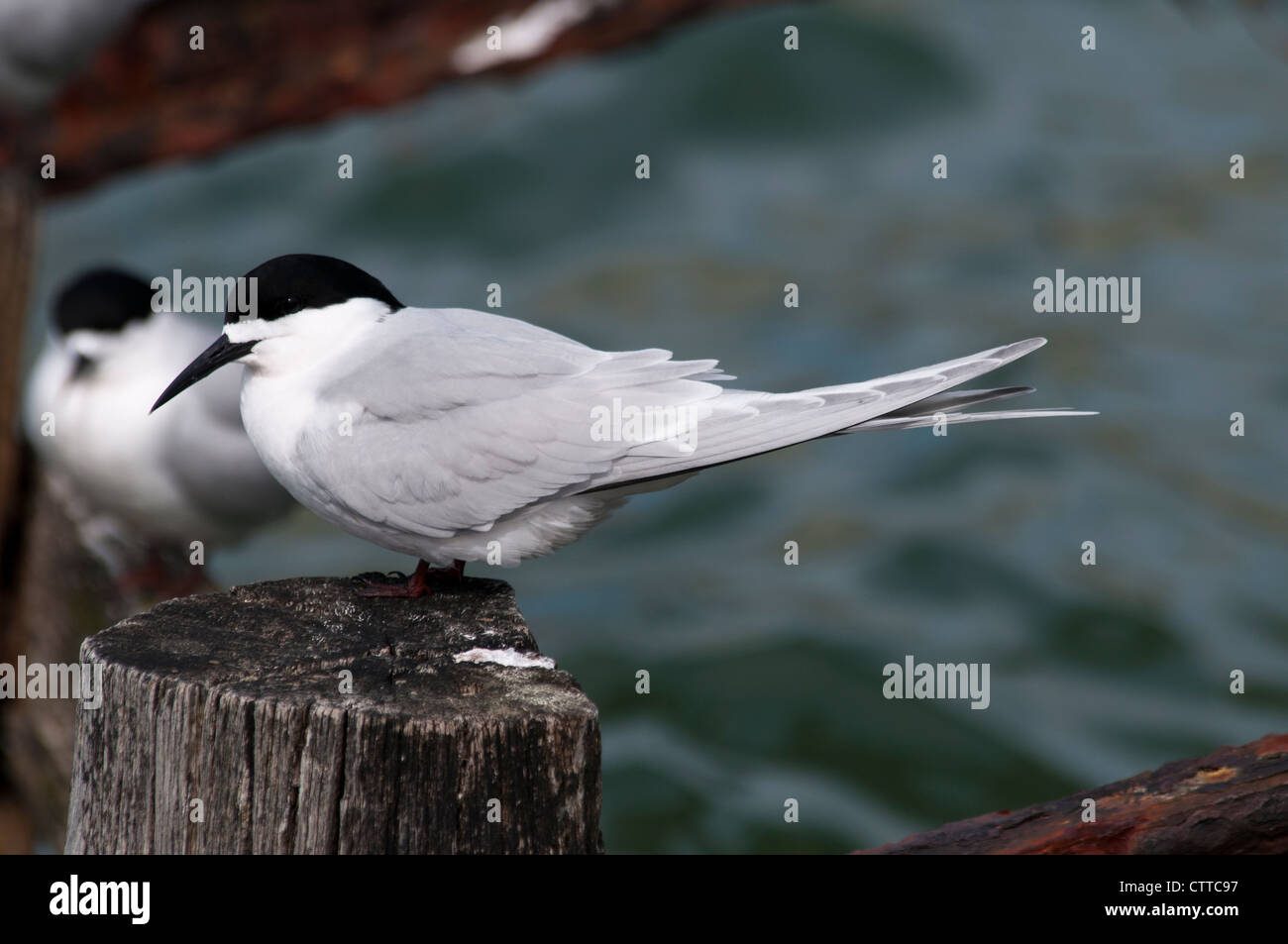 White-fronted Tern resting at Weller's Rock on Otago Peninsula on New ...