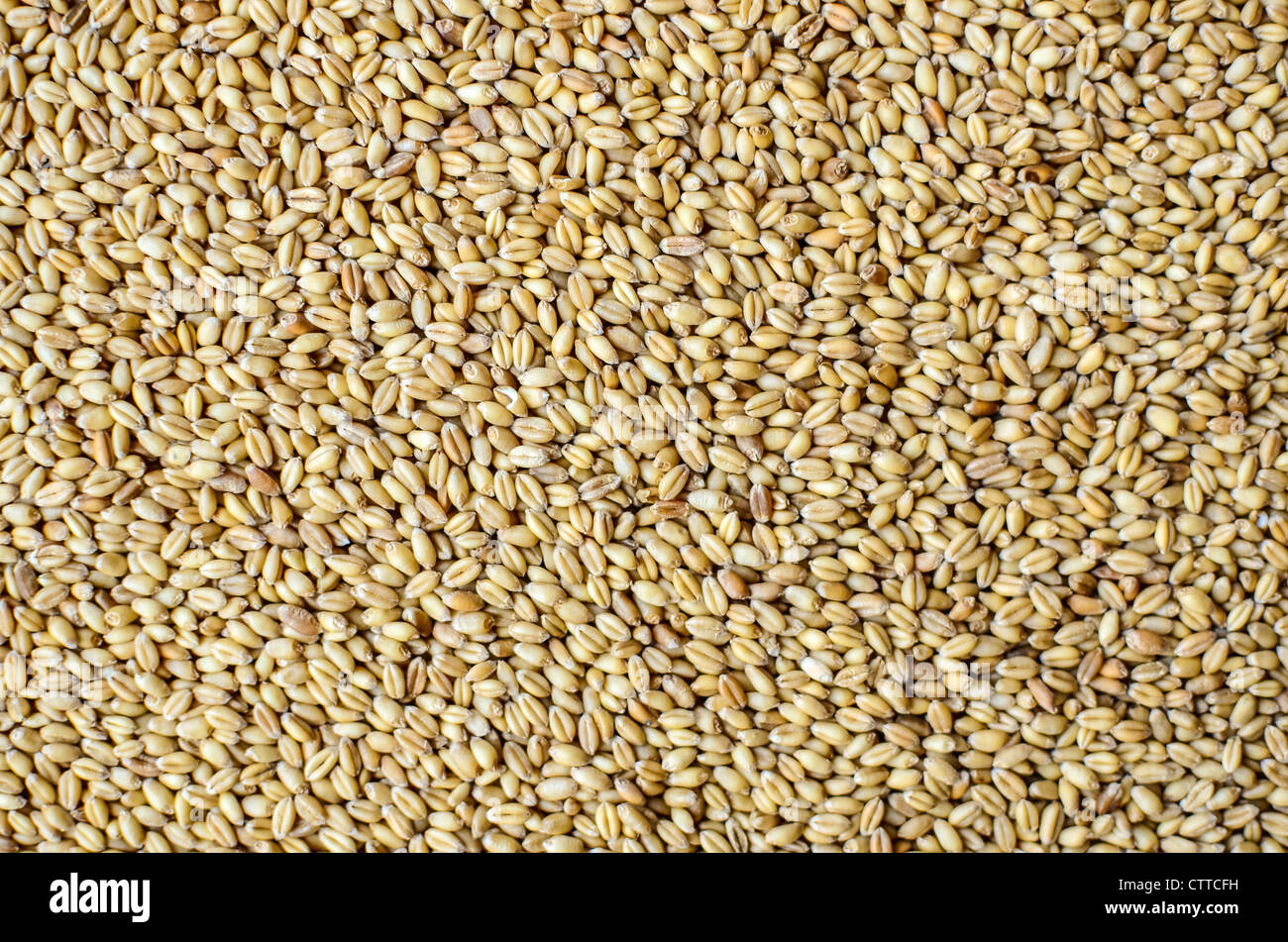 Grain wheat agriculture particle hi-res stock photography and images ...