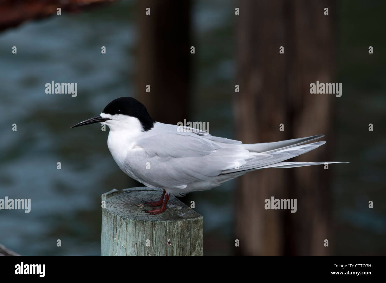 White-fronted Tern resting at Weller's Rock on Otago Peninsula on New ...