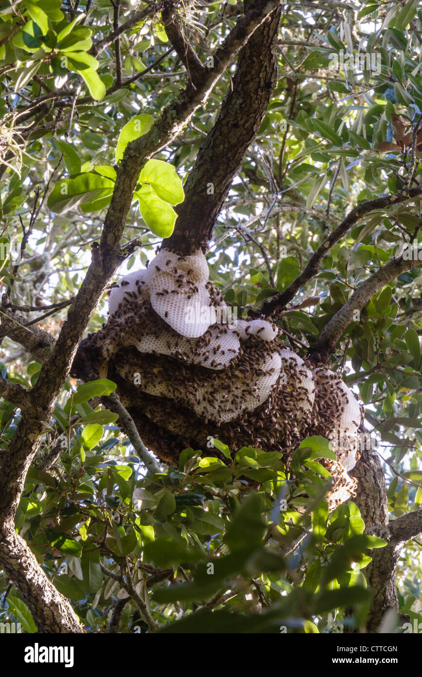 Bee hive honey swarm tree hi-res stock photography and images - Alamy
