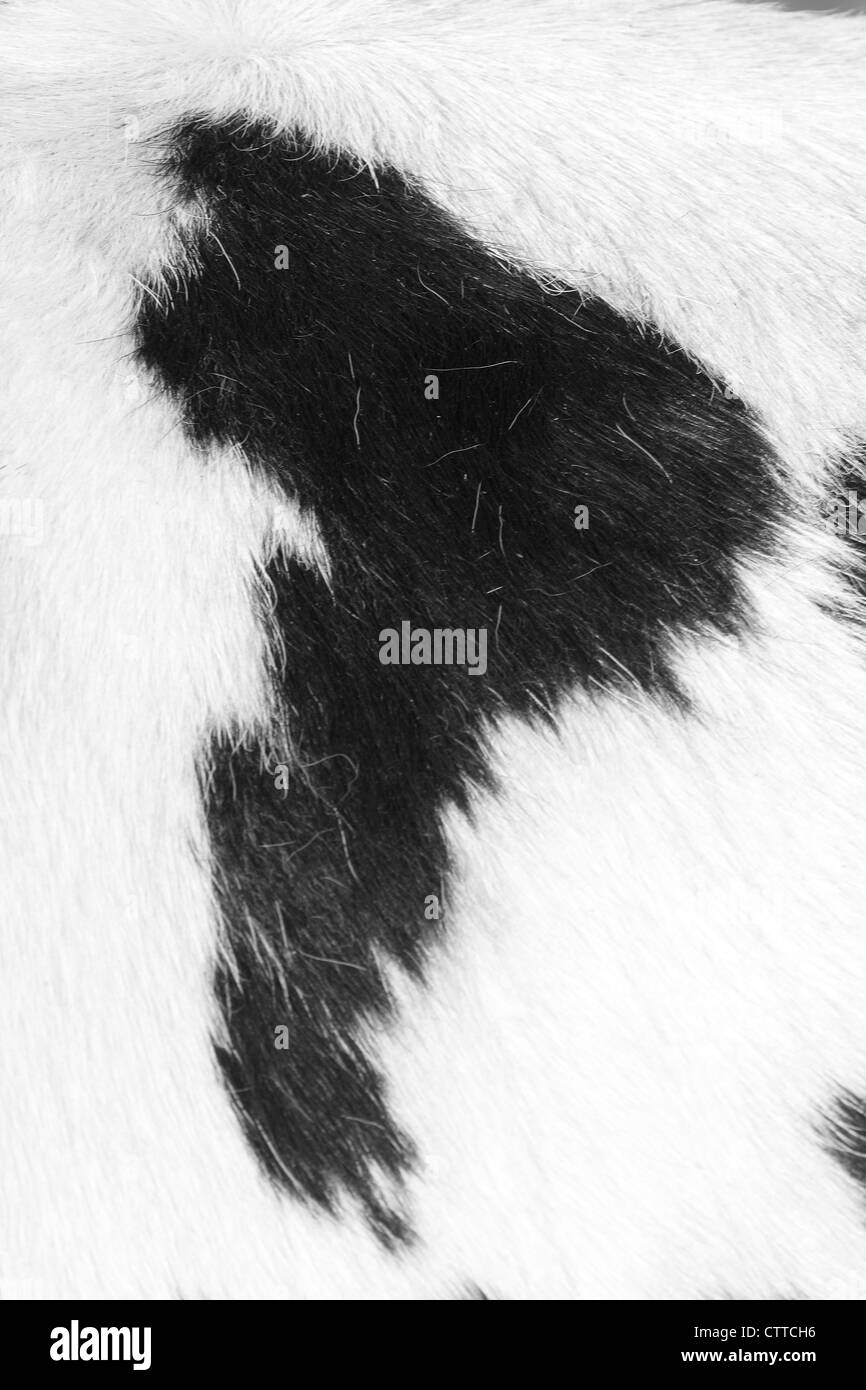 Cow map hi-res stock photography and images - Alamy