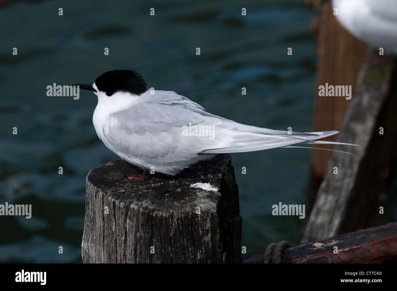 White-fronted Tern resting at Weller's Rock on Otago Peninsula on New ...