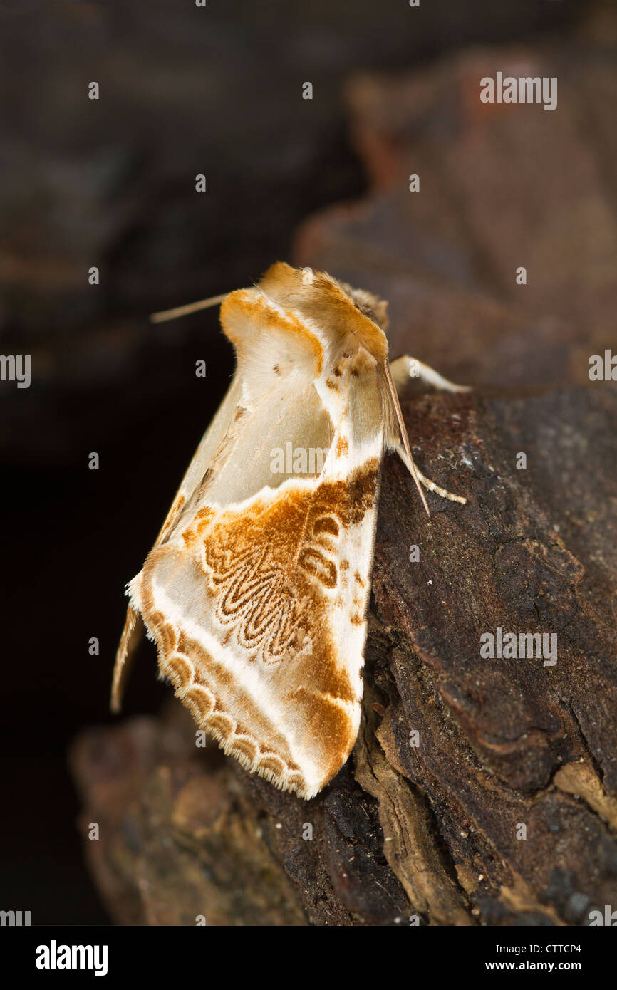 Buff Arches (Habrosyne pyritoides) moth Stock Photo - Alamy