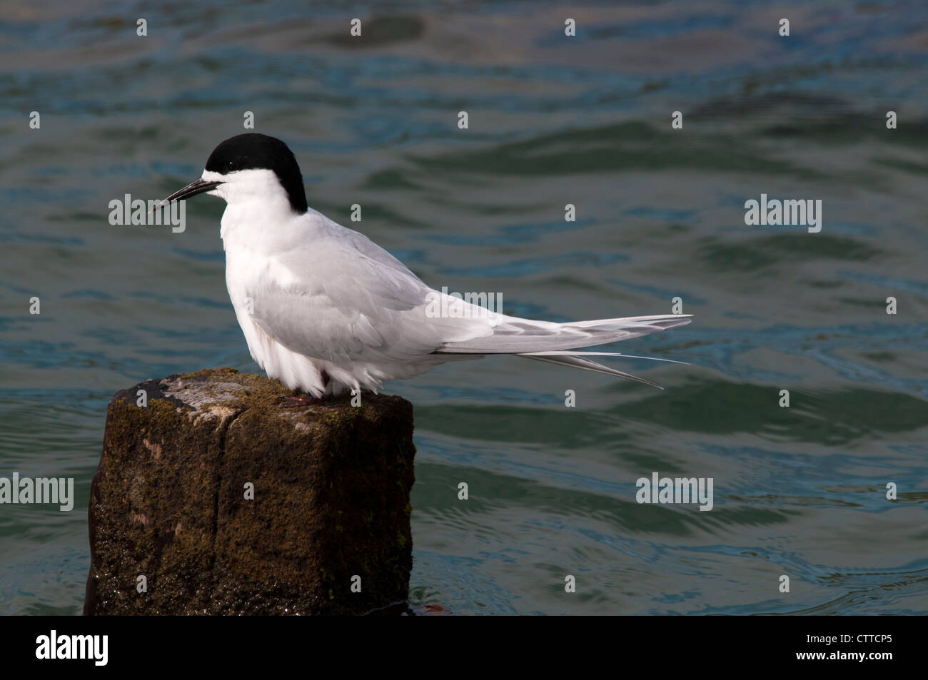 White-fronted Tern resting at Weller's Rock on Otago Peninsula on New ...