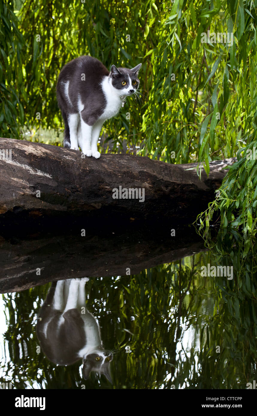 domestic scared cat on wood and his reflection in water Stock Photo - Alamy