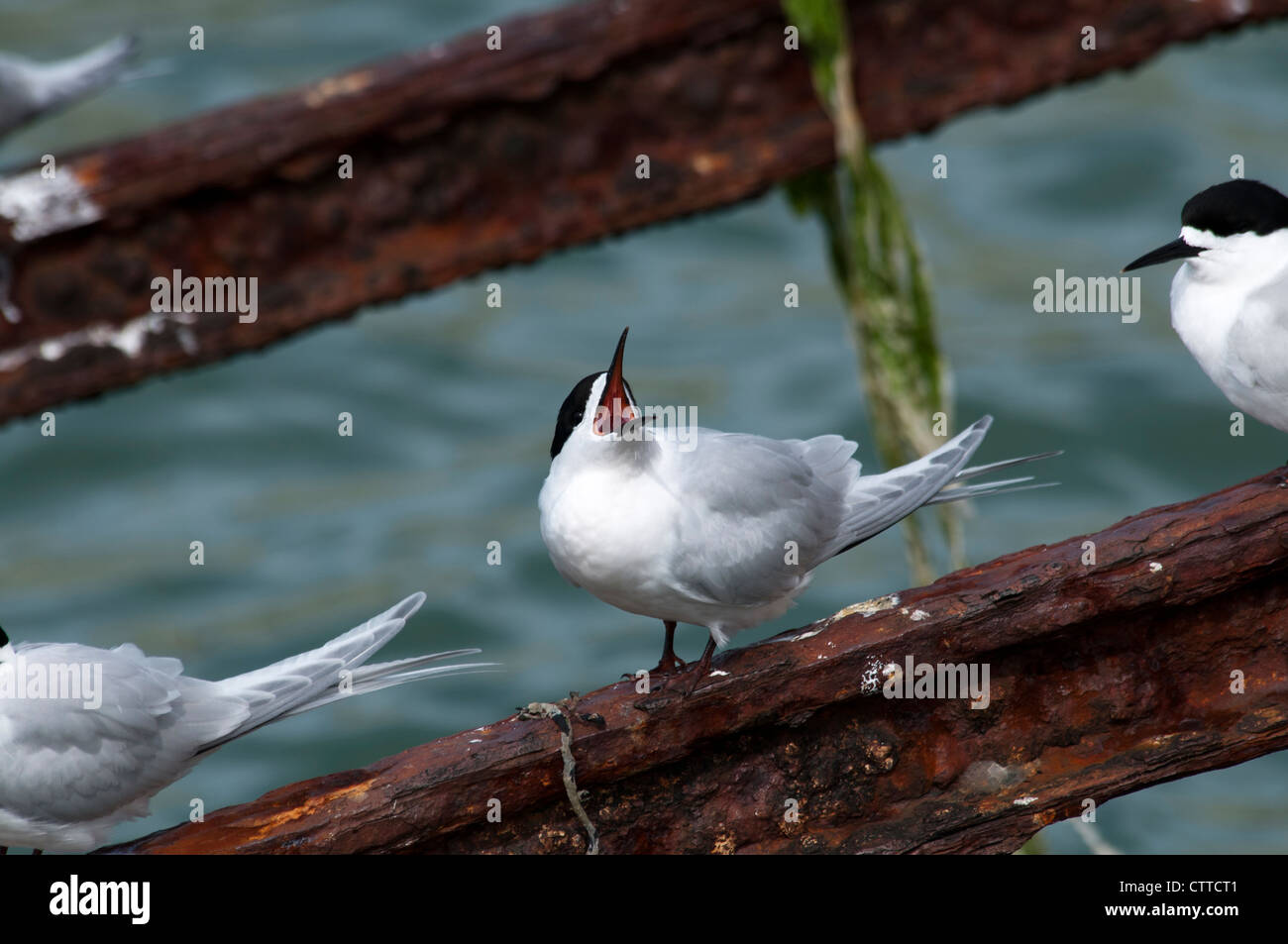 White-fronted Tern resting at Weller's Rock on Otago Peninsula on New ...