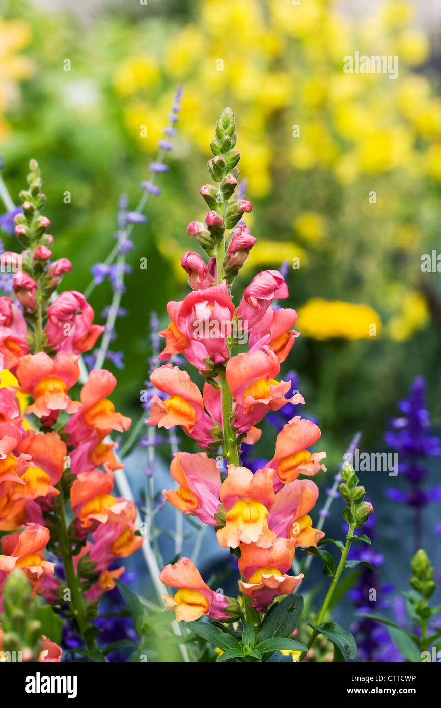 In a snapdragon flower hi-res stock photography and images - Alamy