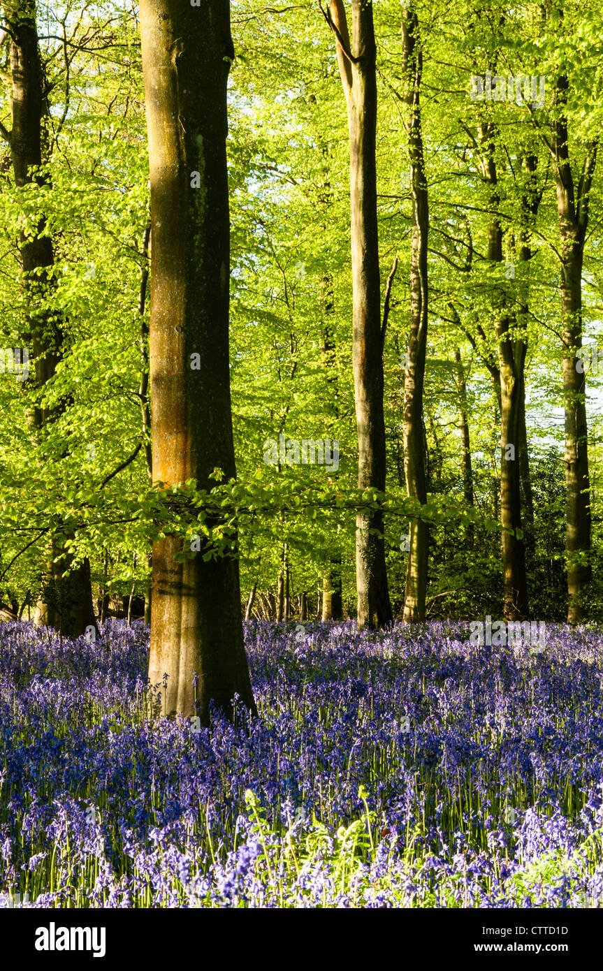 Bluebells in micheldever wood hi-res stock photography and images - Alamy