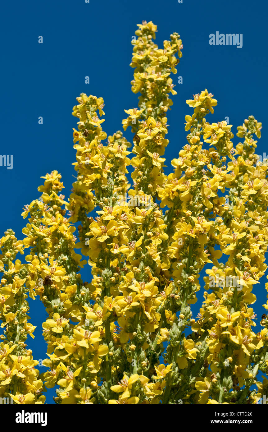 Blue intense sky hi-res stock photography and images - Alamy