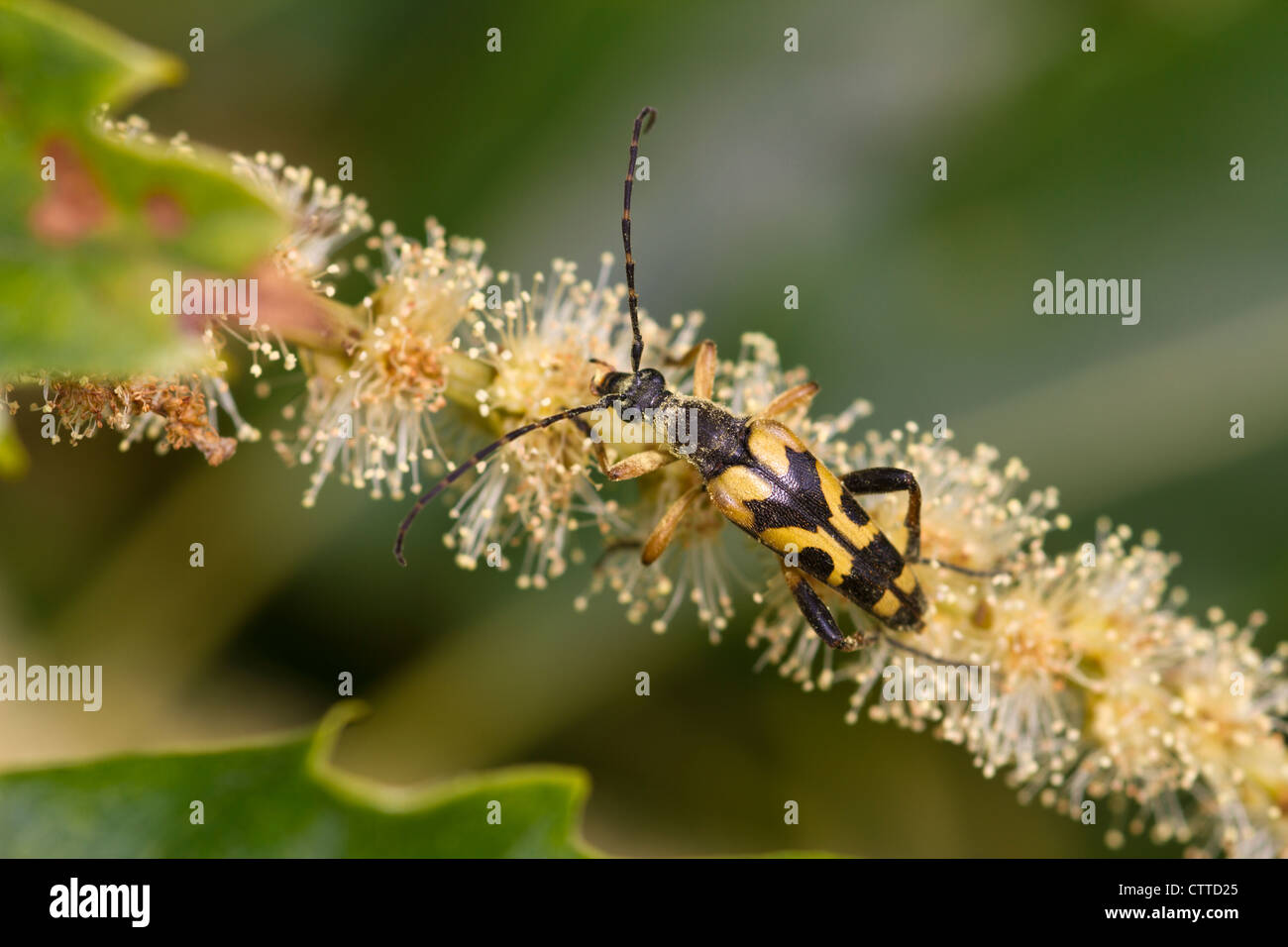 Rutpela maculata (formerly Strangalia Maculata Stock Photo - Alamy
