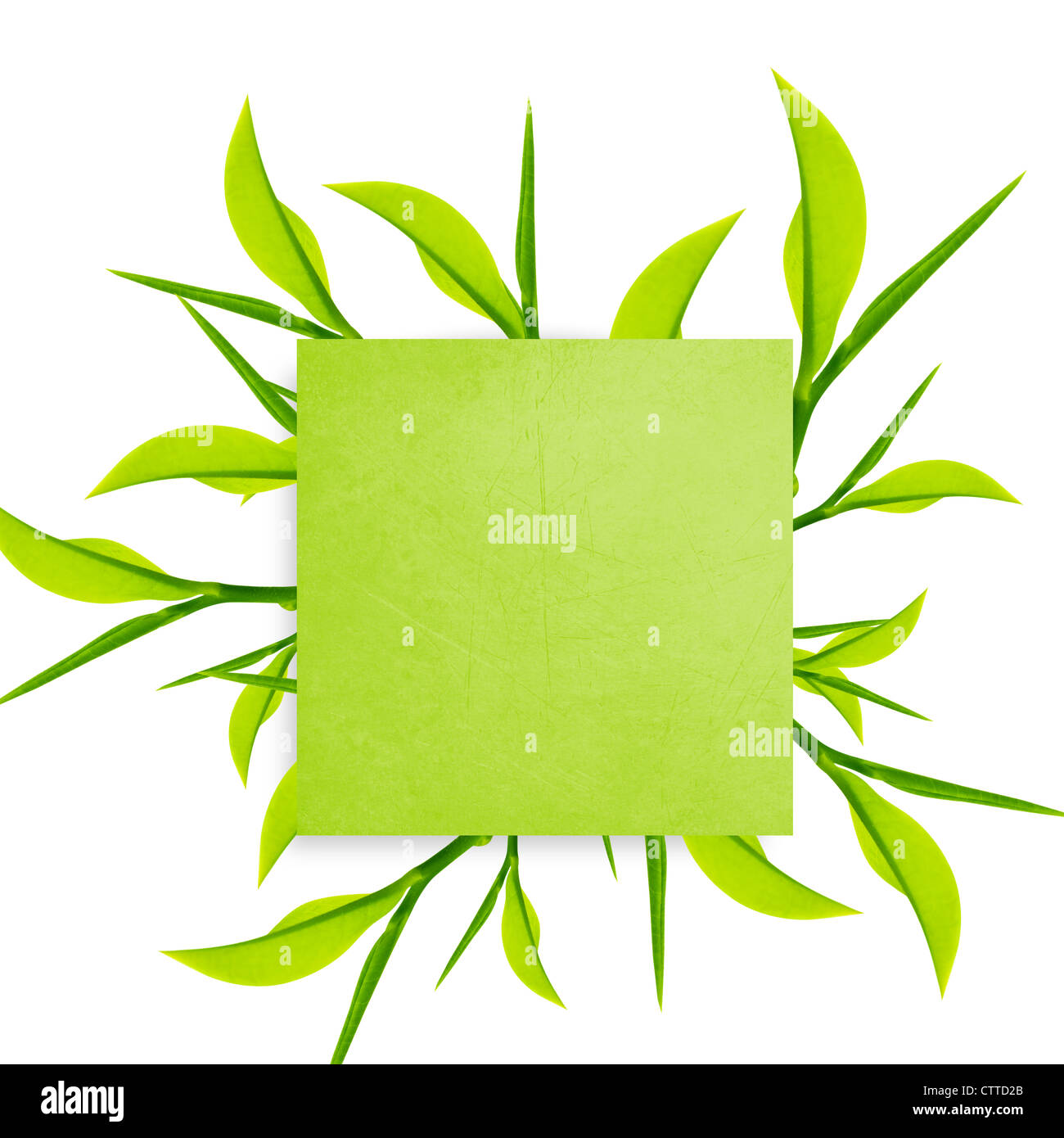 Green Note paper with paper clip and green leaves on white background ...