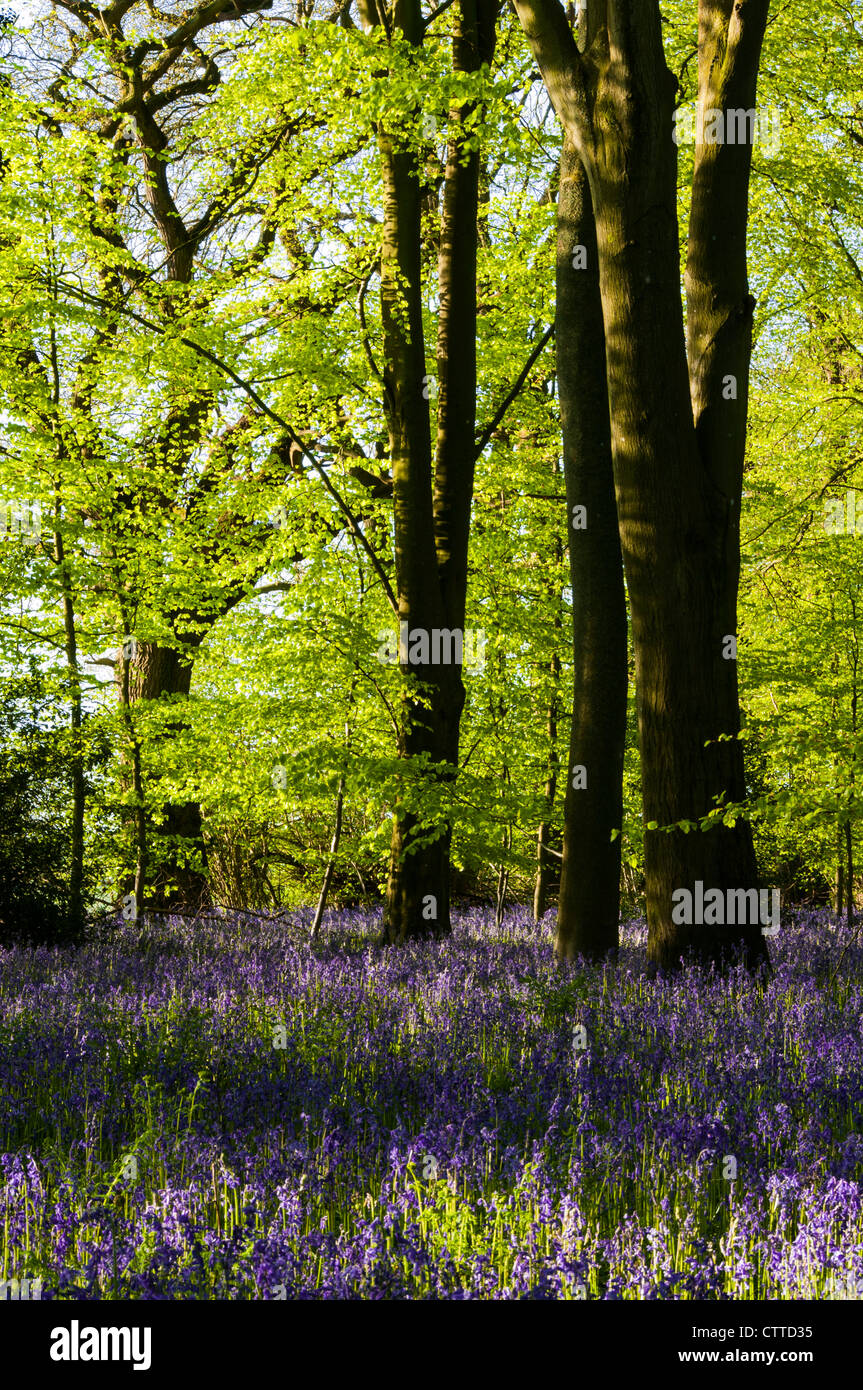 Bluebells in micheldever wood hi-res stock photography and images - Alamy
