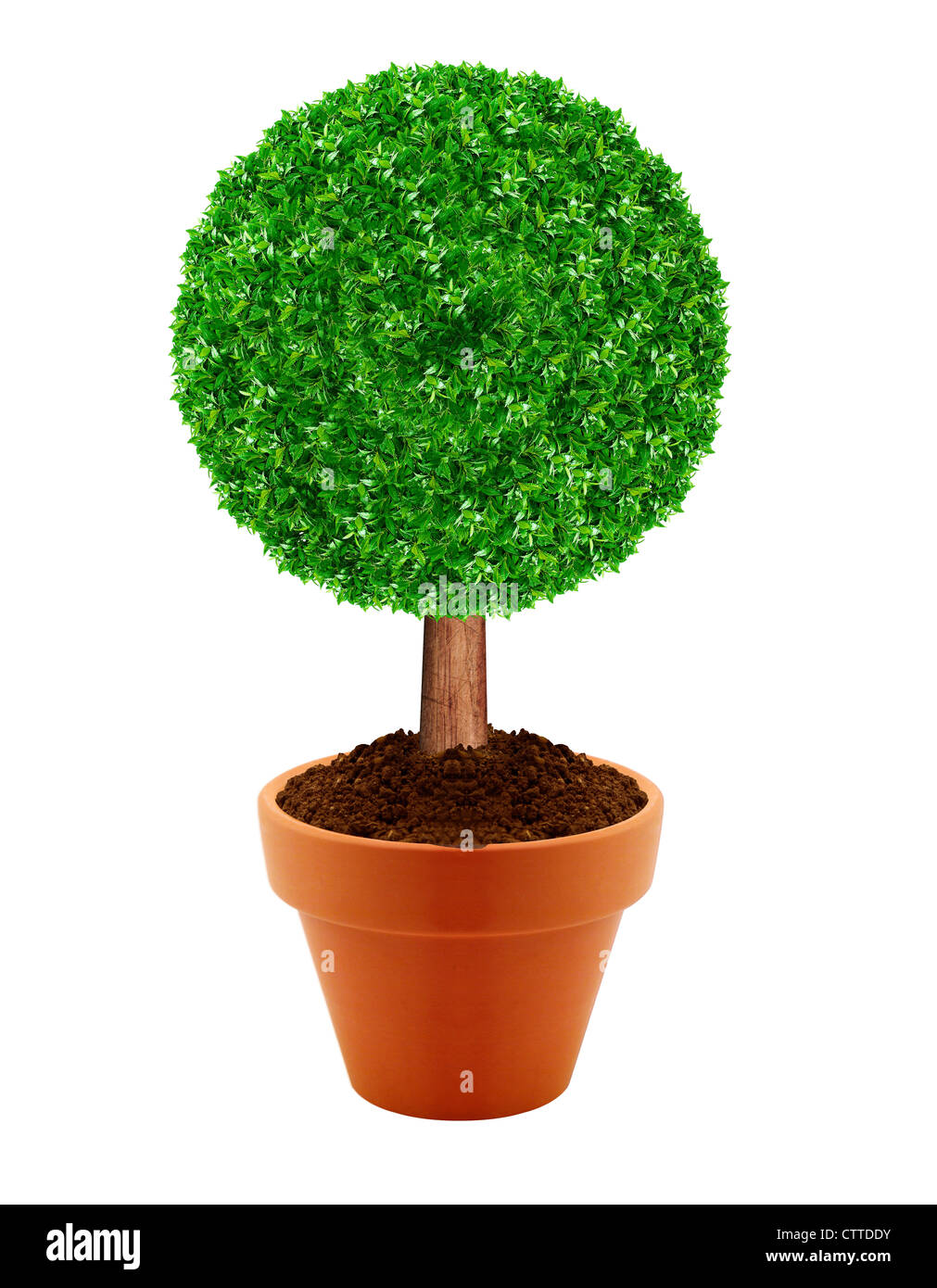 Small green tree in a pot with green background Stock Photo - Alamy