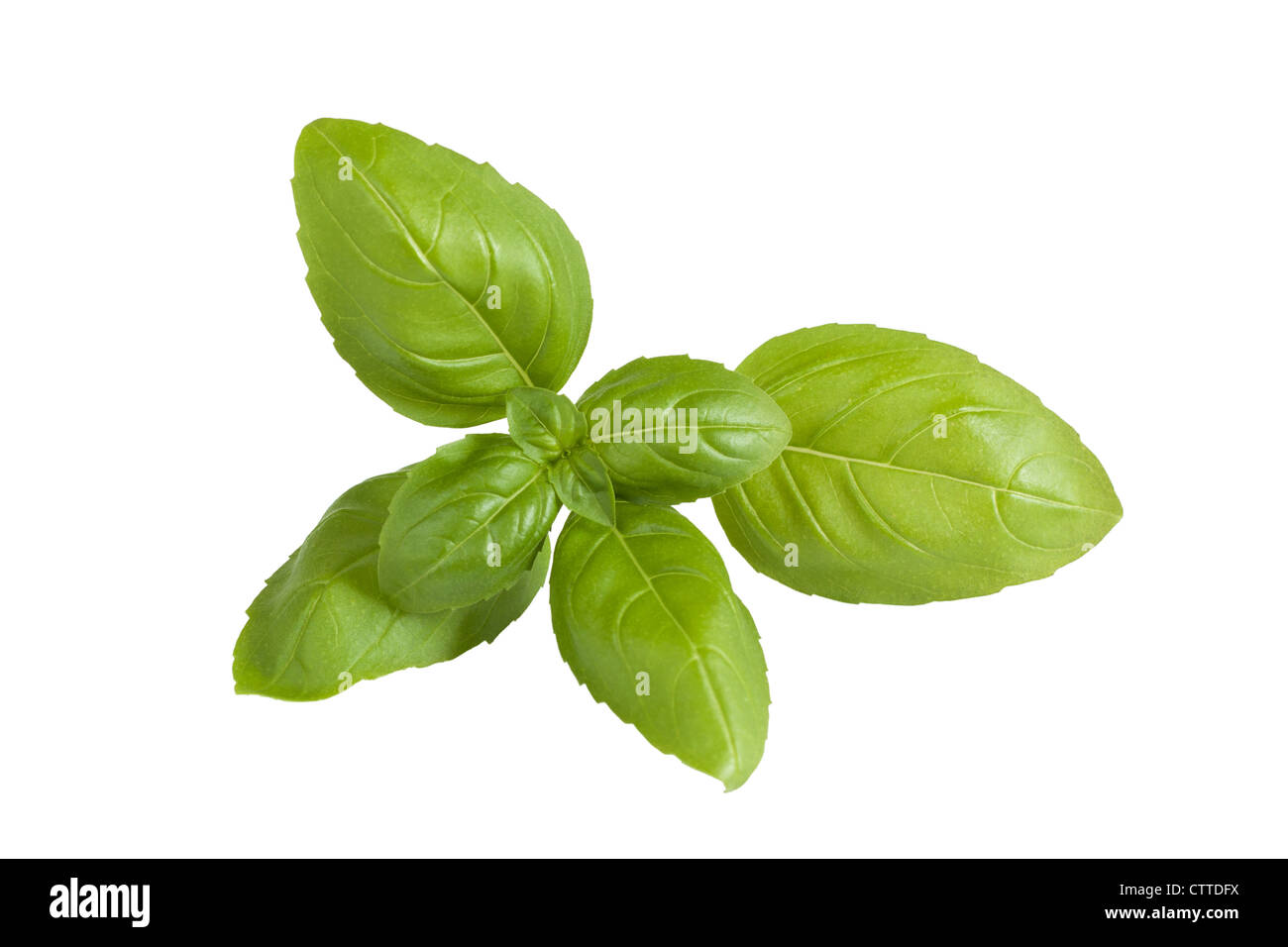 Sprig of basil leaves hi-res stock photography and images - Alamy
