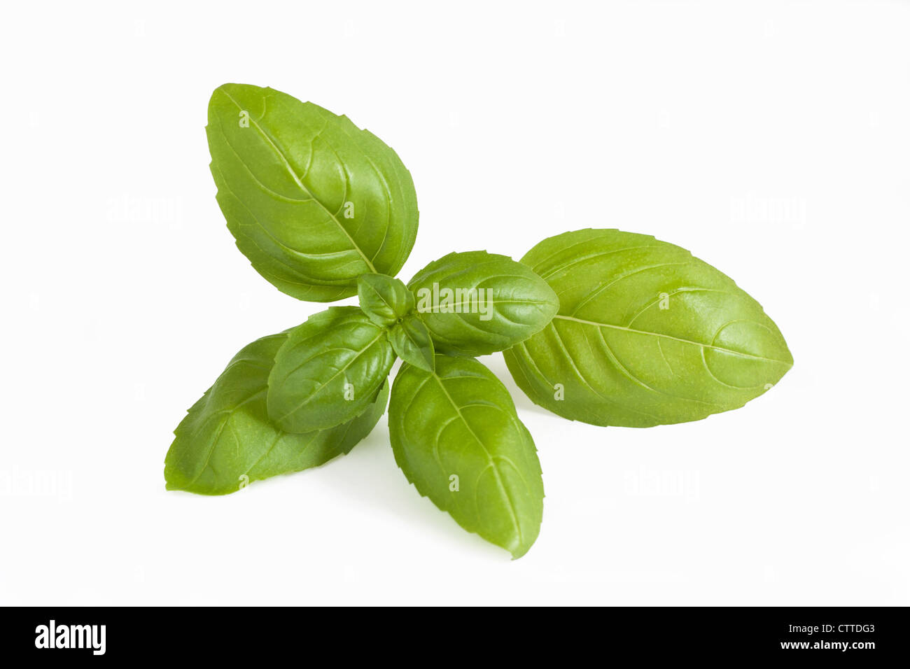 Sprig of basil leaves hi-res stock photography and images - Alamy