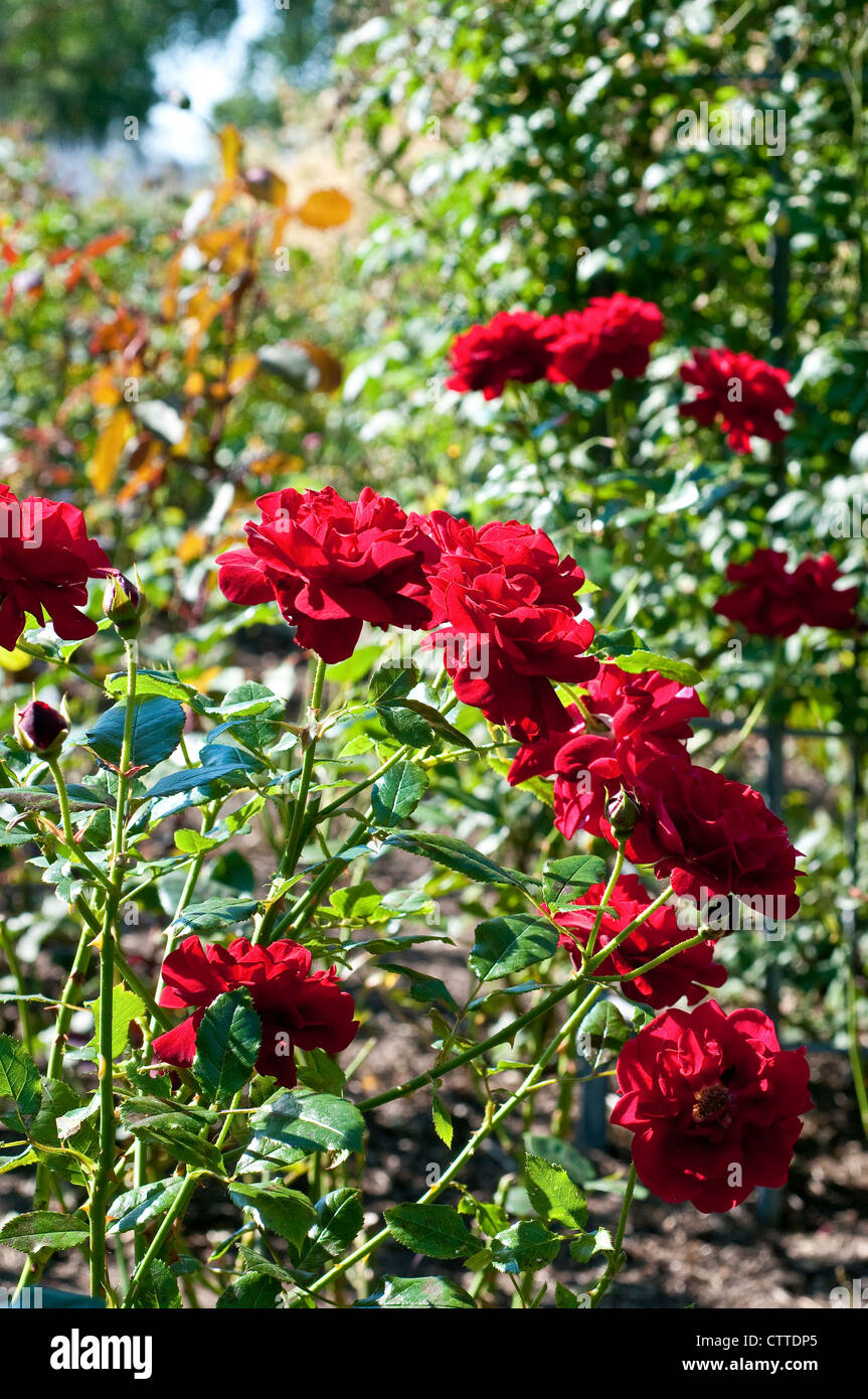 Pearl roses hi-res stock photography and images - Alamy