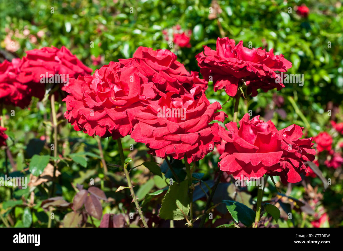 Rosa Pride of England 'Harencore' Stock Photo - Alamy
