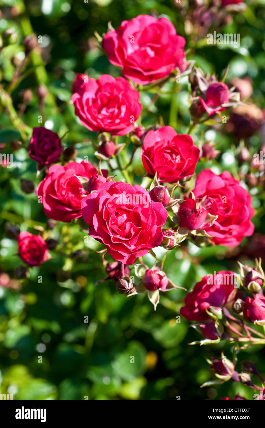 Red rose of lancashire hi-res stock photography and images - Alamy