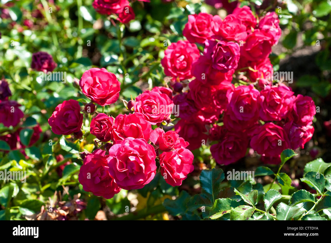 Lancashire red rose hi-res stock photography and images - Alamy