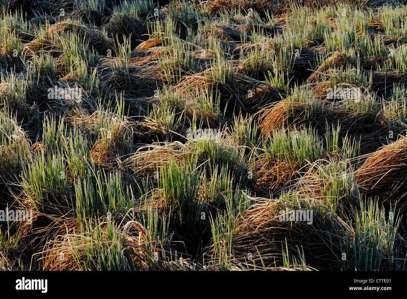 Frosted marsh grasses in early spring, Greater Sudbury, Ontario, Canada ...