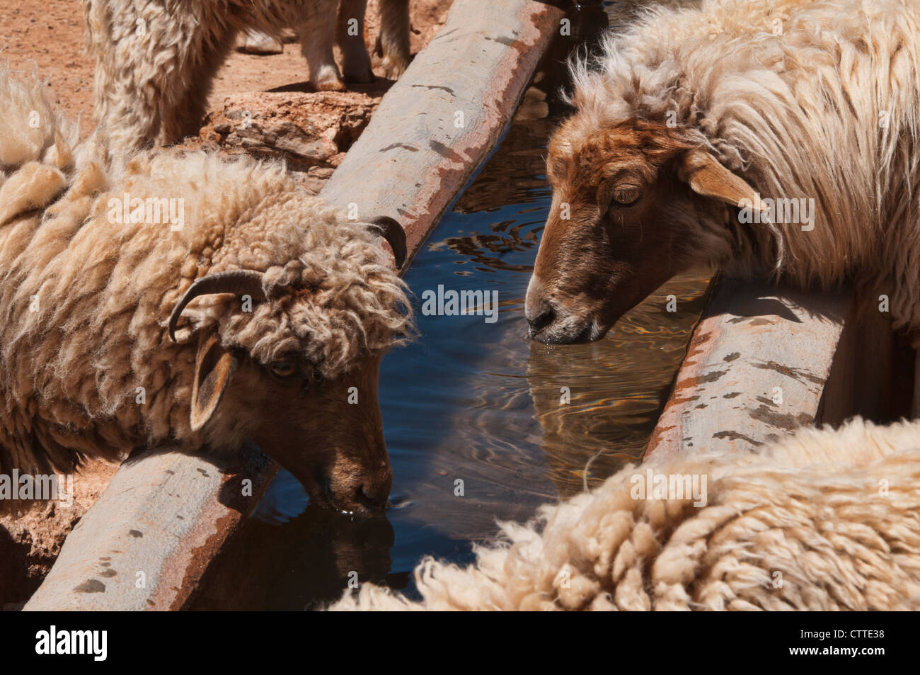 Sheep atlas mountains hi-res stock photography and images - Alamy