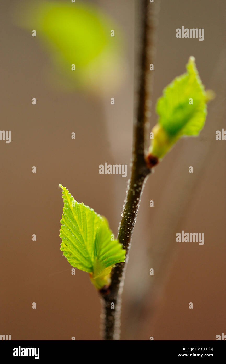 Emerging leaves hi-res stock photography and images - Alamy