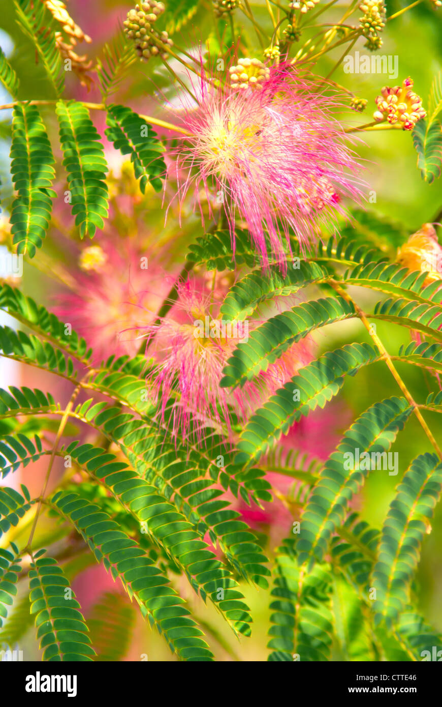 Persian silk tree (Albizia julibrissin) foliage and flowers Stock Photo ...