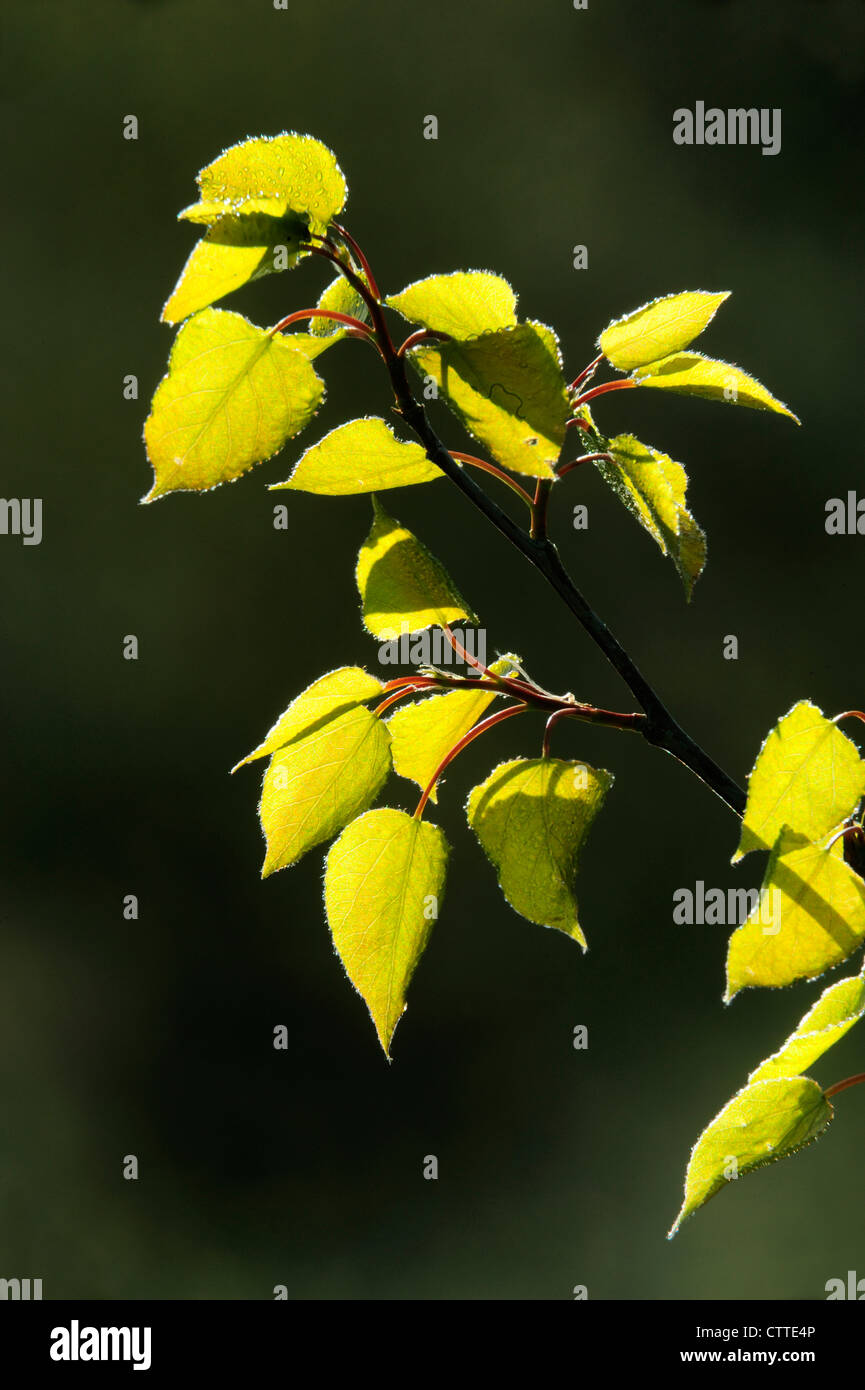 Emerging leaves hi-res stock photography and images - Alamy