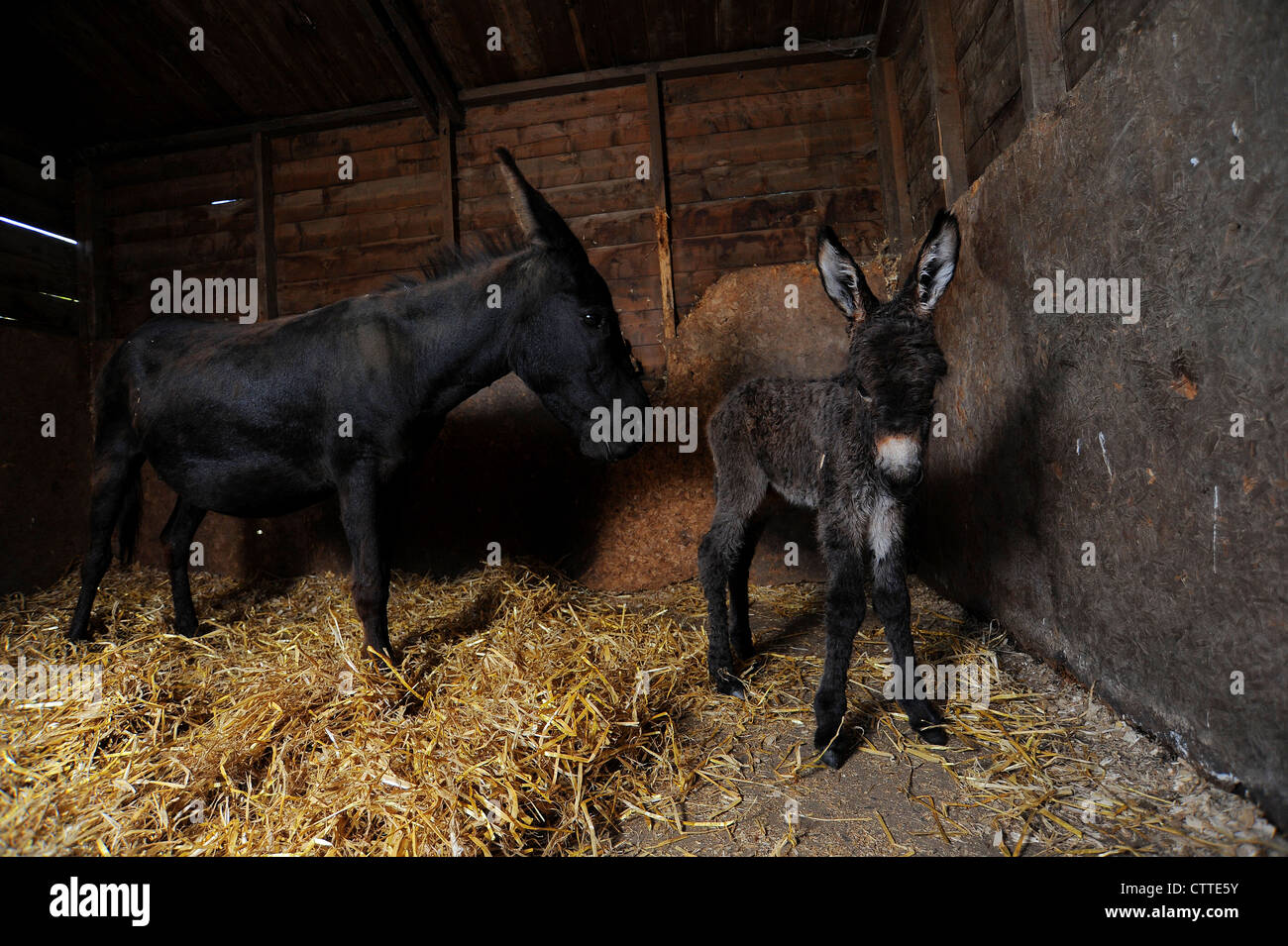 Donkey foal hi-res stock photography and images - Alamy